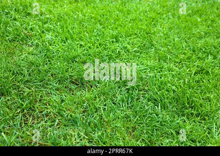 Beautiful freshly cut green lawn as background Stock Photo - Alamy