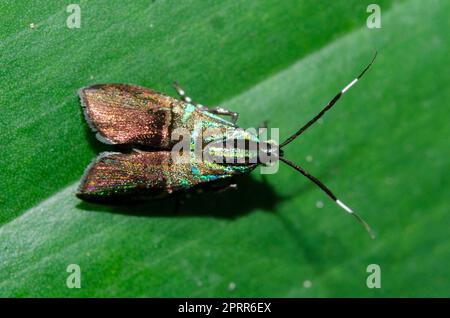 Metalmark Moth, Saptha exanthista, on leaf, Klungkung, Bali, Indonesia ...