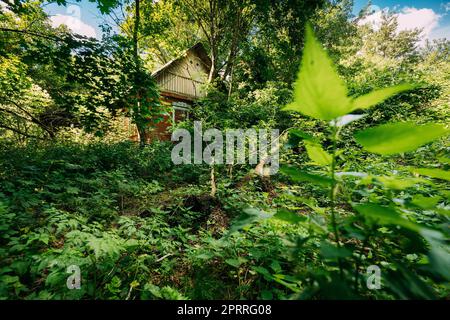 Abandoned House Overgrown With Trees And Vegetation In Chernobyl ...