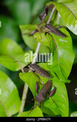Leaf-footed Bugs (Coreidae) Insecta Stock Photo - Alamy