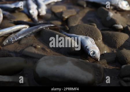 Dead fishes on stones near river, closeup. Environmental pollution ...