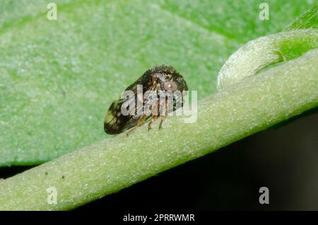 Horned Treehopper, Membracidae Family, on stem, Saba, Bali, Indonesia ...