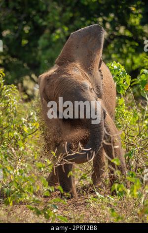 African bush elephant stands shaking dust off Stock Photo - Alamy