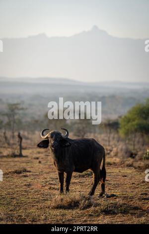 African Buffalo, Mount Kenya National Park, Africa Stock Photo - Alamy