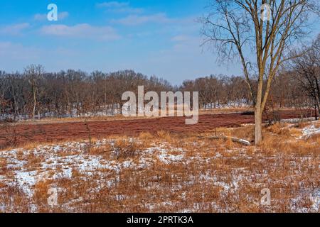 Leatherleaf Bog in the Winter in Moraine Hills State Park in Illinois ...