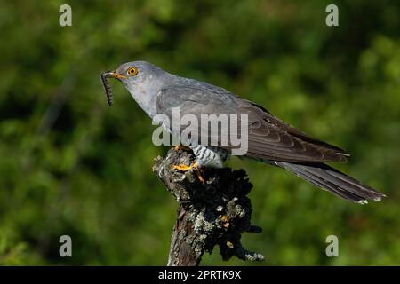Common cuckoo holding caterpillar in beak in summer Stock Photo - Alamy