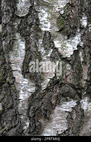 birch tree bark texture as nice natural background Stock Photo - Alamy