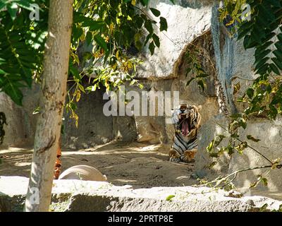 Tiger between trees and rock. Striped coat of elegant predators. Big ...