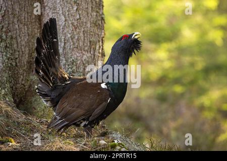 Excited western capercaillie, tetrao urogallus, lekking on a ground ...