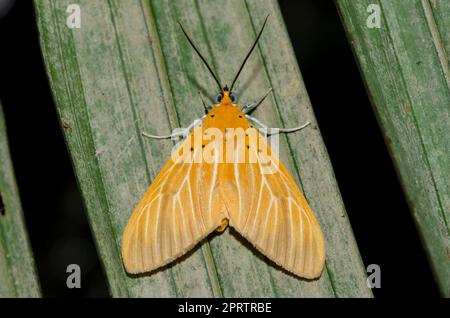 Noctuoid Moth, Asota egens, Klungkung, Bali, Indonesia Stock Photo - Alamy