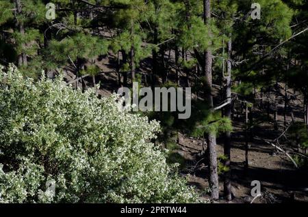 Tree lucerne in flower in a forest of Canary Island pine Stock Photo ...