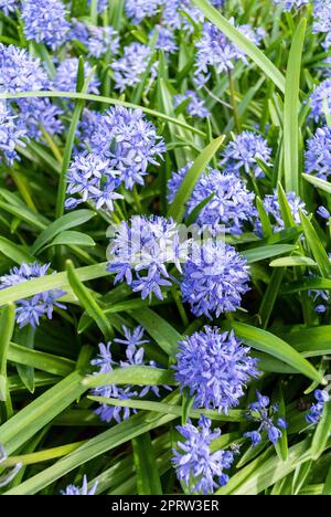 Hyacinthoides italica (Italian bluebell Stock Photo - Alamy