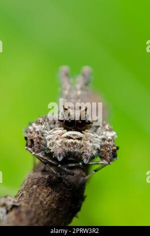 White Moustached Portia Spider, Portia labiata, Klungkung, Bali ...