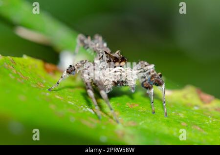 White Moustached Portia Spider, Portia labiata, Klungkung, Bali ...