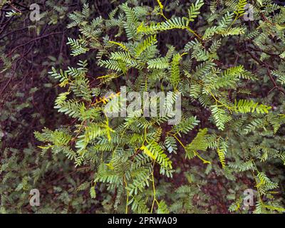 Jarilla Melosa, Zuccagnia punctata, a desert shrub in Sierra de Las ...
