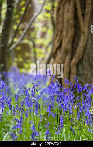 Woodchurch, Kent, UK. 27th Apr, 2023. UK Weather: Bluebells scattered ...