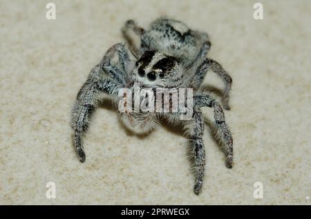 Heavy Jumping Spider, Hyllus diardi, Klungkung, Bali, Indonesia Stock ...