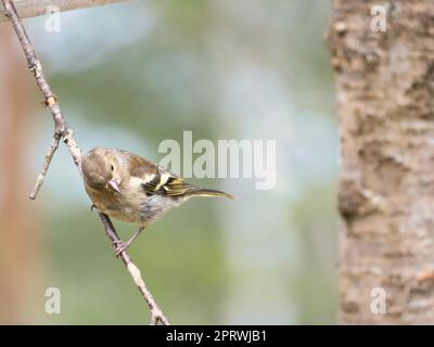 Chaffinch young on a branch in the forest. Brown, gray, green plumage ...