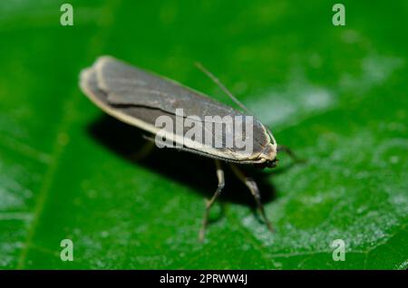 Lichen Moth, Lithosiini Tribe, on leaf, Klungkung, Bali, Indonesia ...