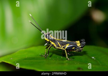 Grasshopper, Traulia azureipennis, Klungkung, Bali, Indonesia Stock ...