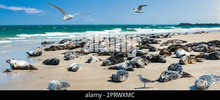 Grey seal colony - Seals lying on the beach on the dune Helgoland Stock ...