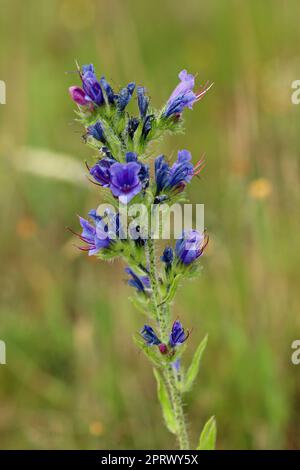 Close up to Viper's bugloss flowers Stock Photo - Alamy