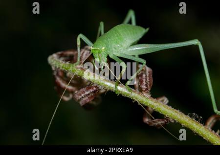 Katydid, Tettigoniidae Family, on plant, Klungkung, Bali, Indonesia ...