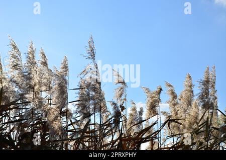 Marsh reeds. Yellow fluffy reeds against the clear blue sky in the ...
