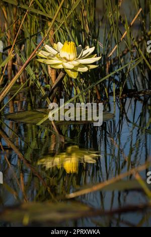 Beautiful water lilies in the okavango delta Stock Photo - Alamy