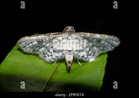 Picture-winged Leaf Moth, Thyrididae Family, on leaf, Klungkung, Bali ...