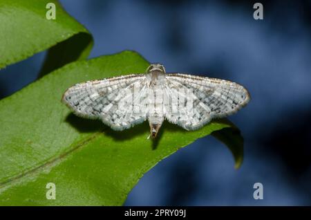 Picture-winged Leaf Moth, Rhodoneura sp, on leaf, Klungkung, Bali ...