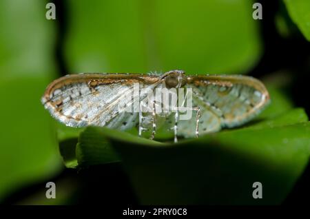 Picture-winged Leaf Moth, Rhodoneura sp, on leaf, Klungkung, Bali ...