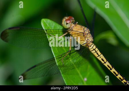 Female Dragonfly, Neurothemis sp, on leaf, Saba, Bali, Indonesia Stock ...