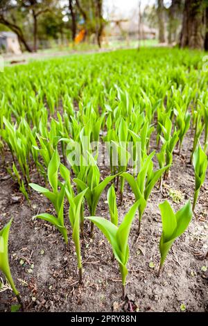 Young Lily of the Valley sprouts reaching for he sun Stock Photo - Alamy