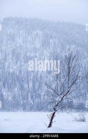 Lonely birch tree in the field. Frozen birch trees covered with ...
