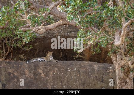 Leopard lies on ledge framed by tree Stock Photo - Alamy