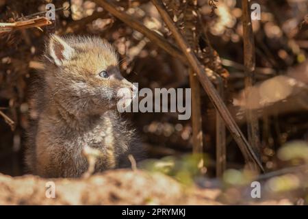 3 week old fox cubs at an Animal Rescue centre in Brighton UK run by ...