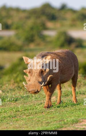 Common warthog (Phacochoerus africanus), walking in the dessert ...