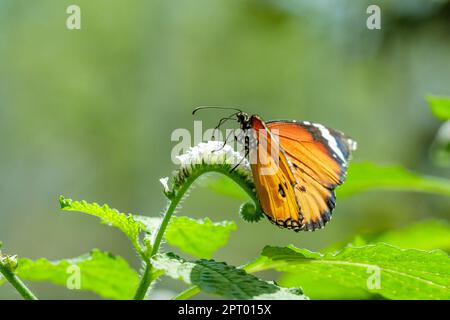 Common Tiger on white flowers Is a common butterfly Stock Photo - Alamy