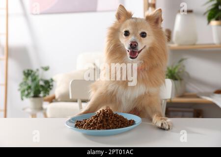 Cute Pomeranian spitz at table with dry dog food indoors Stock Photo ...
