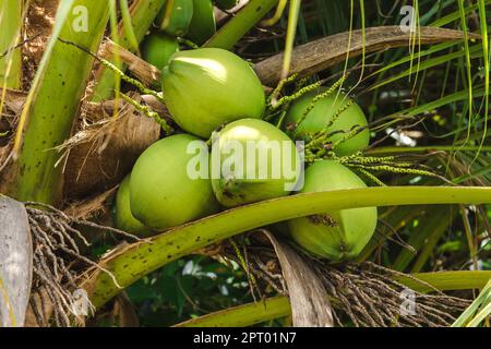 Young Nam-Hom coconut is an economic waste plant that exports both ...