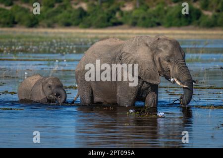 African elephant in river followed by calf Stock Photo - Alamy