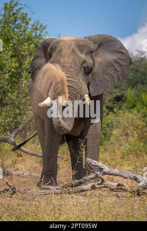 African elephant standing by log throwing dust Stock Photo - Alamy