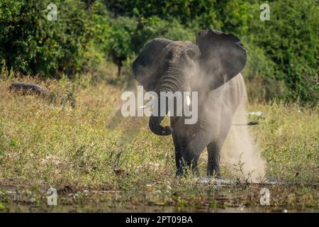 African elephant stands in cloud of sand Stock Photo - Alamy