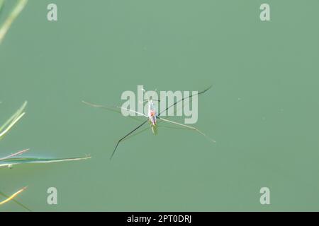 Water Striders is an insect with 6 legs. It has 1 pair of long antennae ...