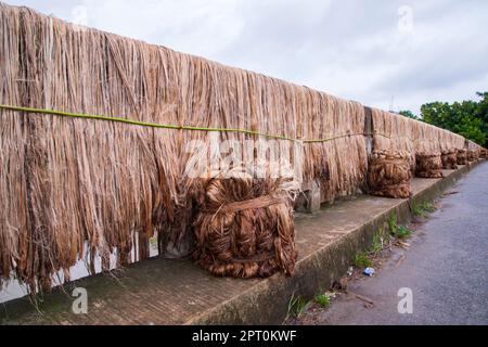 Golden wet raw jute fiber hanging under the sunlight for drying. Golden ...
