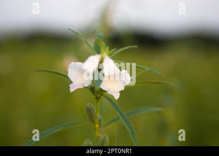 Sesame flowers in the tree Natural landscape view. Herbal tree Stock ...
