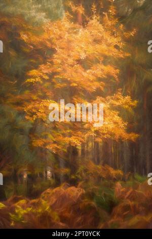 Birches in the Fall Stock Photo - Alamy