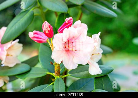 Bright pink and white Rhododendron hybridum Simona blossoming flowers ...
