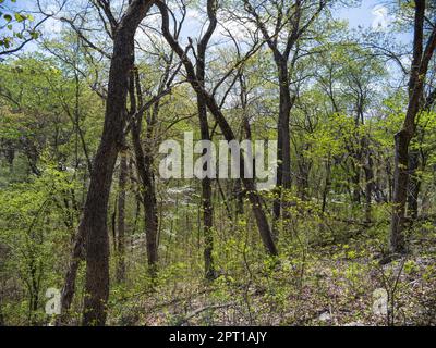 Graham Cave State Park Stock Photo - Alamy